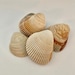 Giant Atlantic Heart Cockle Shells Dinocardium Robustum Cockles Ribbed ...