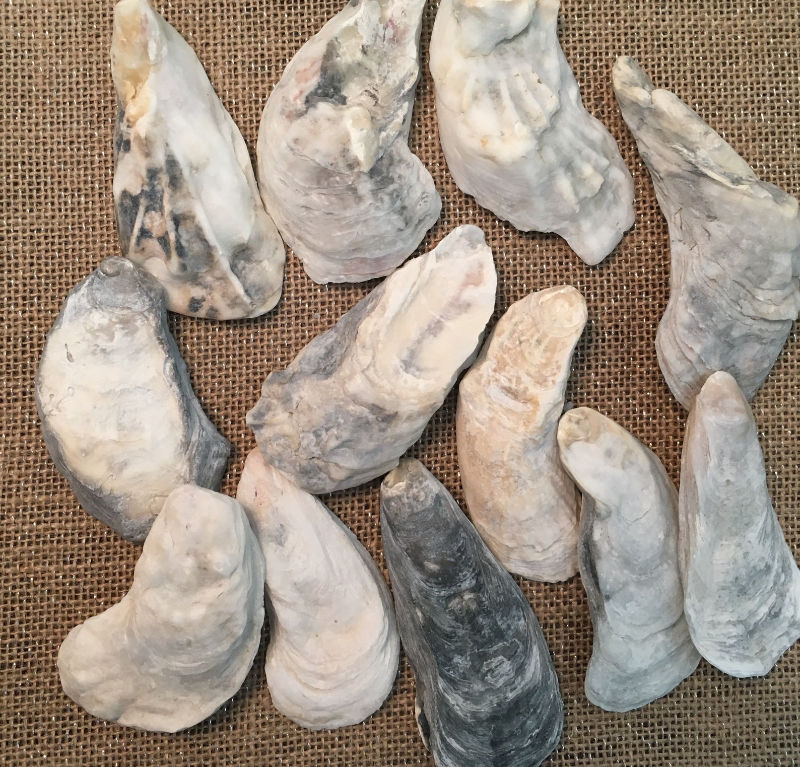 50 Oyster Shells / Perfect for crafts or decor 2.5 4.5 | Etsy