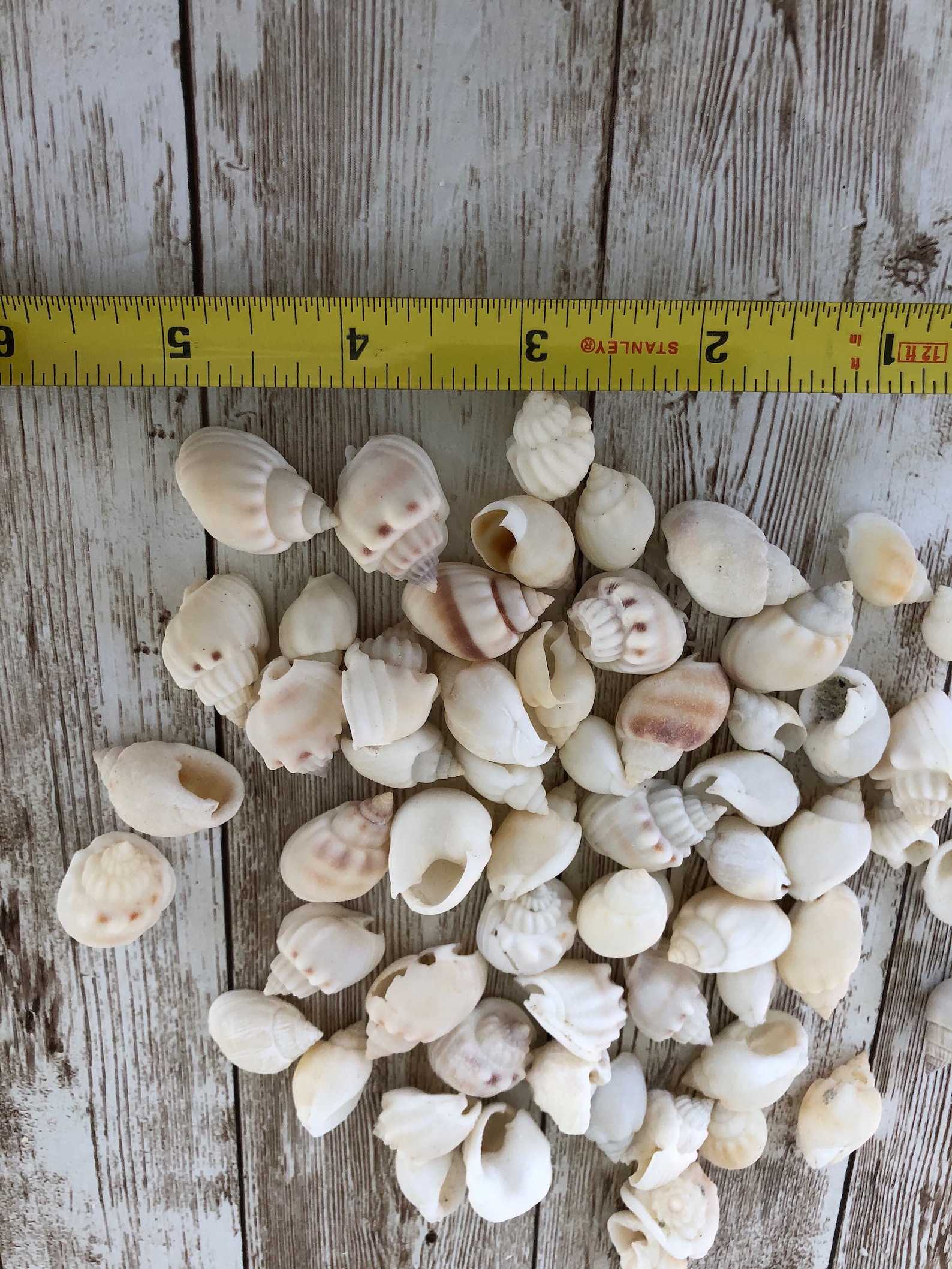 Small white and off white Sea Shells snail shells Baby | Etsy