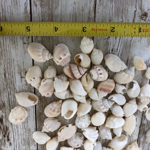 Small White and off White Sea Shells, Snail Shells, Baby Conchs ...