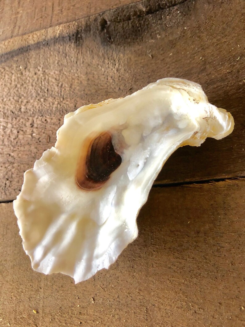 50 Oyster Shells / Perfect for crafts or decor 2.5 4.5 | Etsy