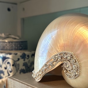 Embellished Polished Nautilus Shell With Rhinestone Crystals - Polished ...