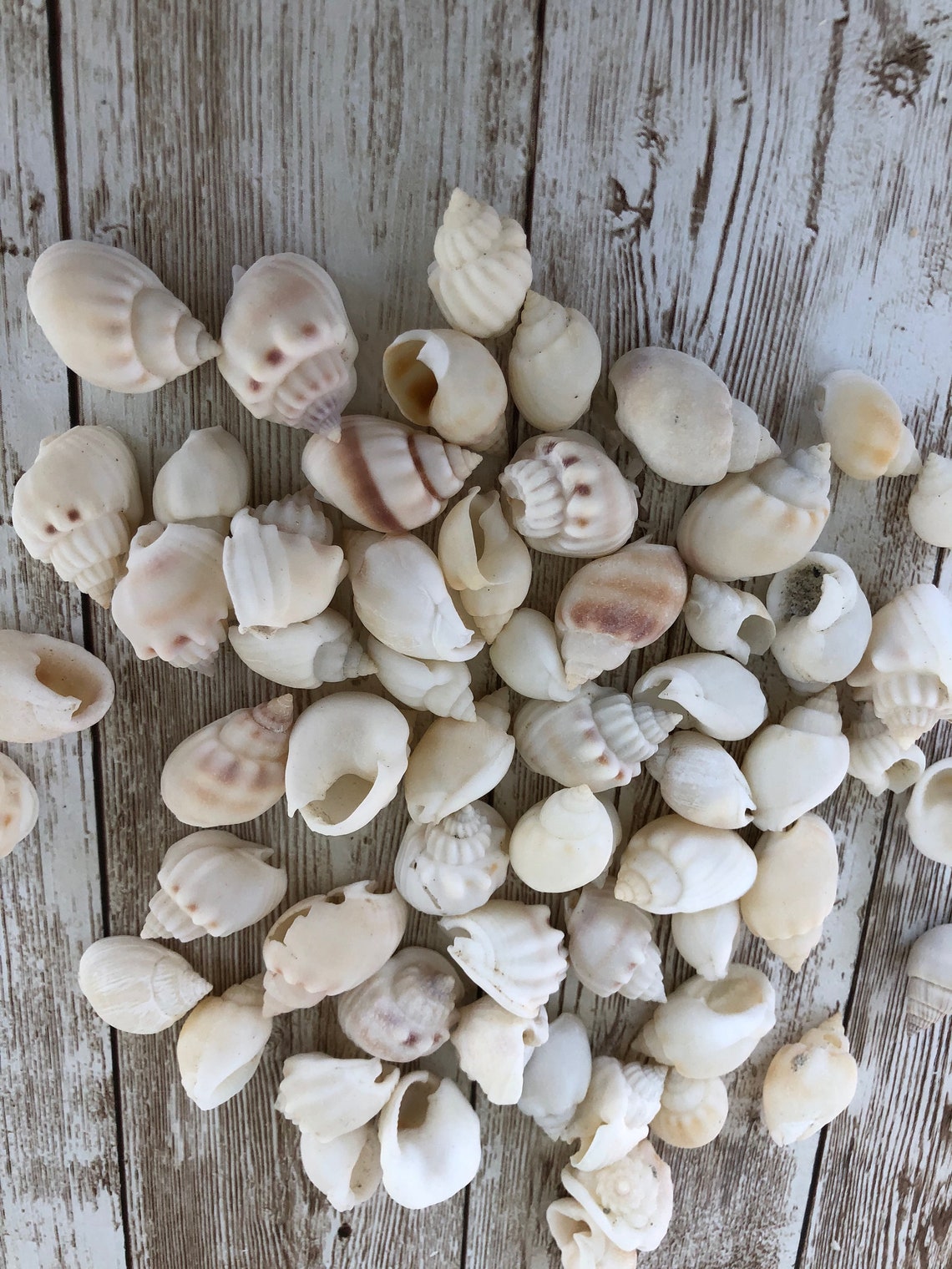 Small White and off White Sea Shells Snail Shells Baby - Etsy
