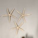 Large White Finger Starfish (8-9") Individual, Set of Three, Set of ...