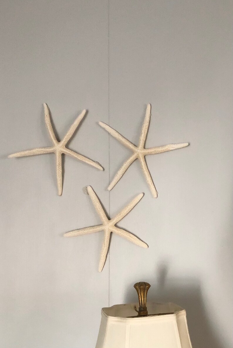 Large White Finger Starfish (8-9") Individual, Set of Three, Set of ...