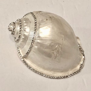 Scotch Bonnet Pearlized Embellished Shell Perfect Coastal Decor or for ...