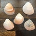 Giant Atlantic Heart Cockle Shells Dinocardium Robustum Cockles Ribbed ...
