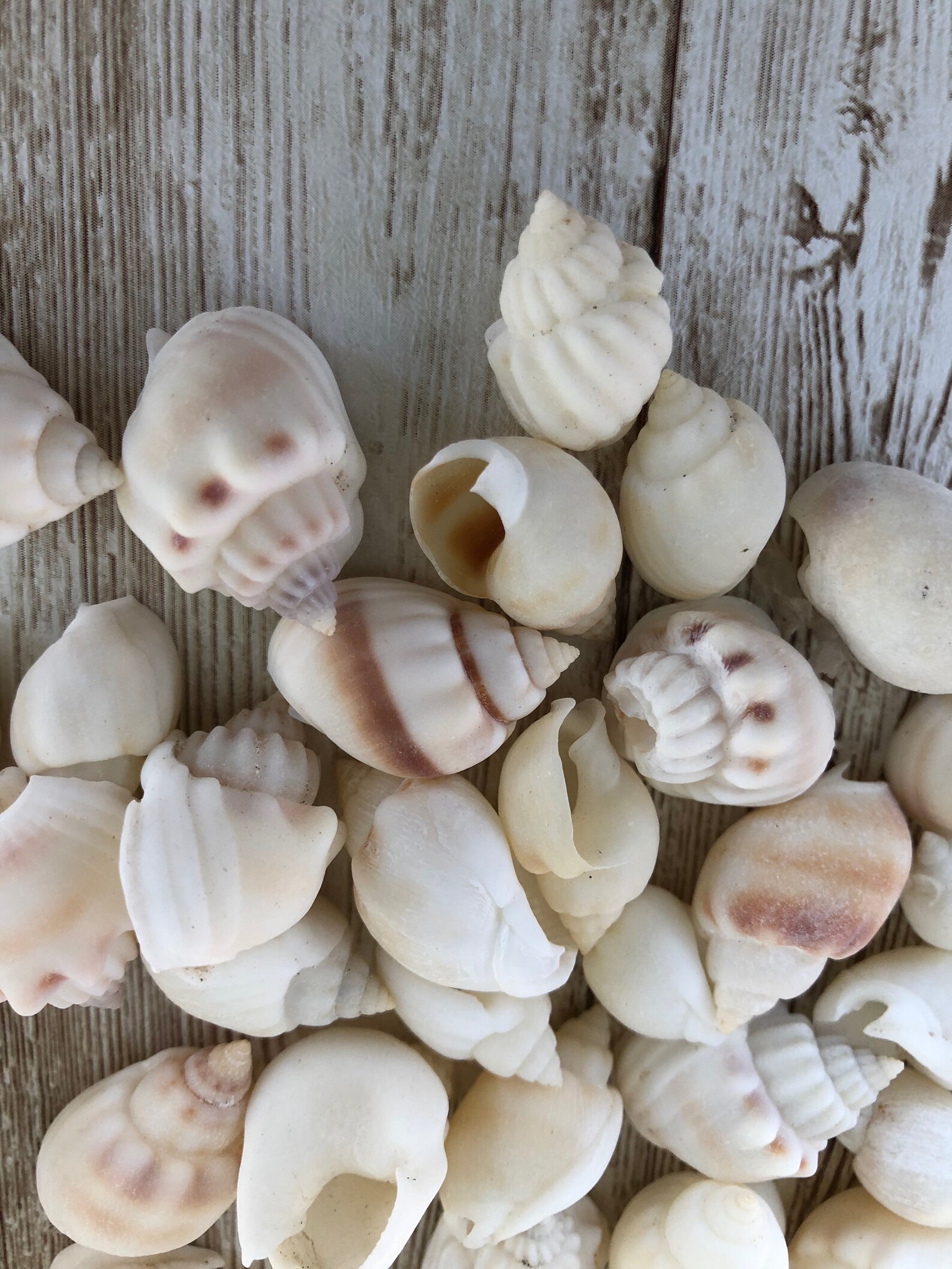 Small White and off White Sea Shells Snail Shells Baby - Etsy