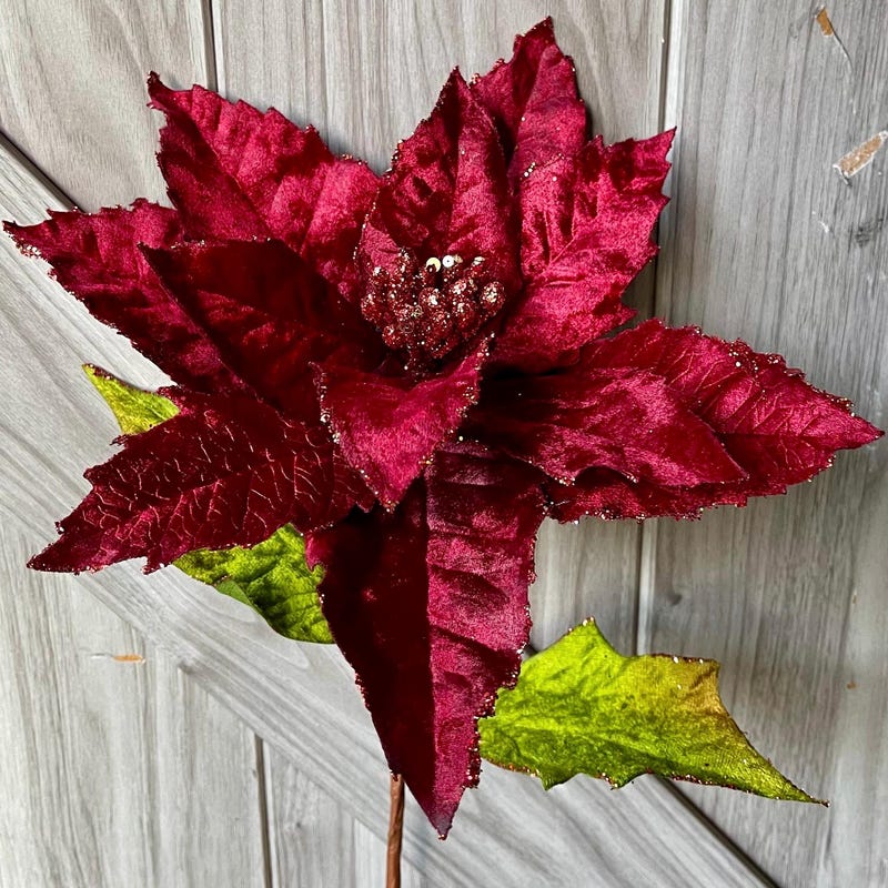 Burgundy Poinsettia - Etsy