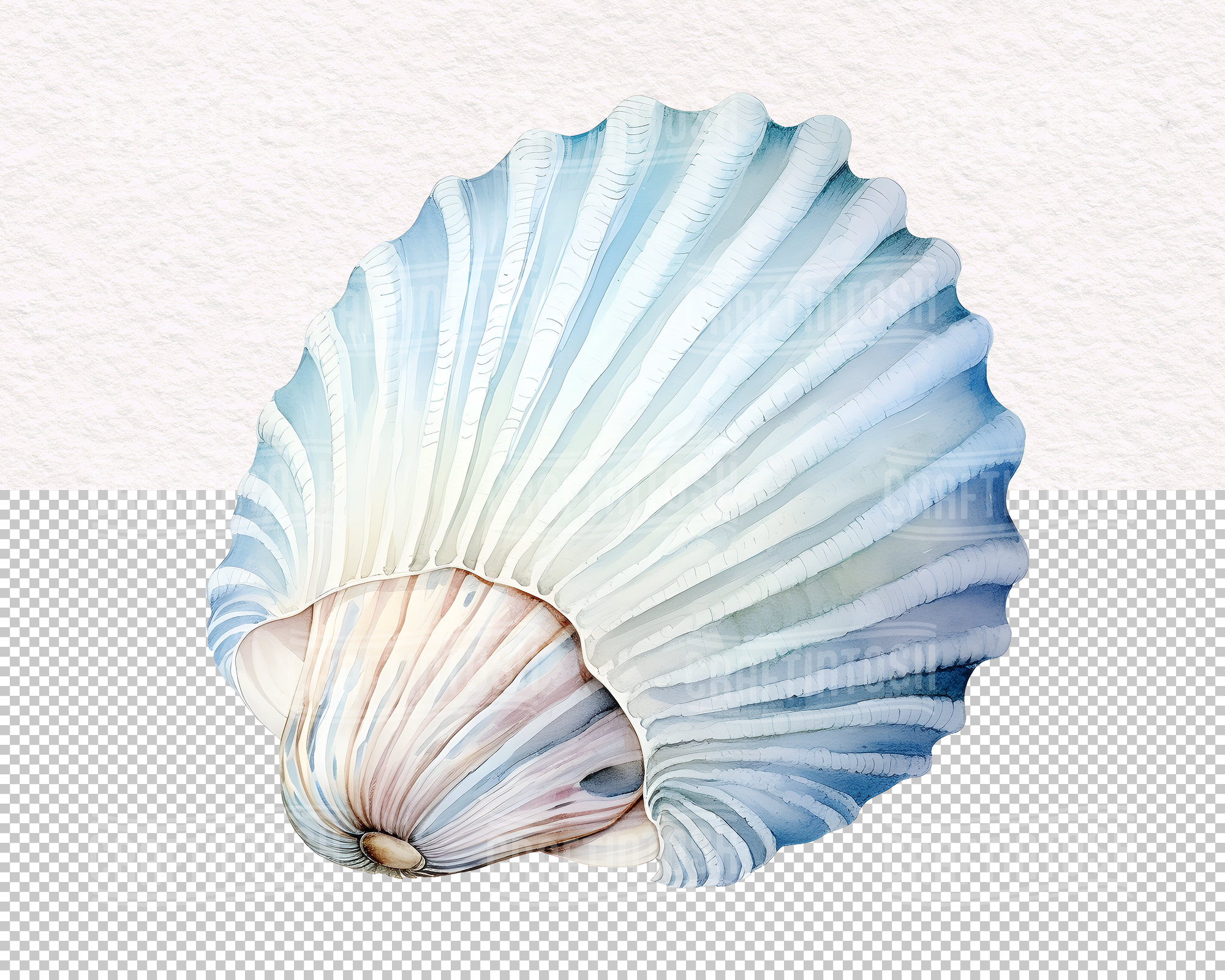 Watercolor Seashell Clipart PNG Set - Digital Graphics Instant Download ...