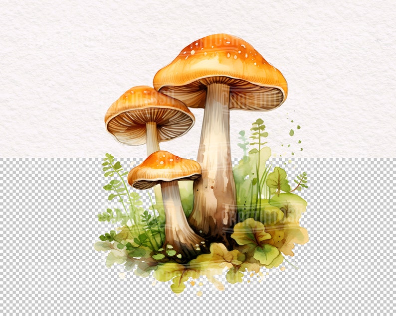 Watercolor Wild Forest Mushrooms Clipart Autumn Clipart Mushrooms PNG ...