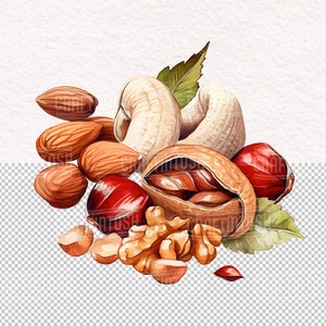 Watercolor Nuts Clipart Bundle: PNG Autumn Harvest Walnut Peanut ...