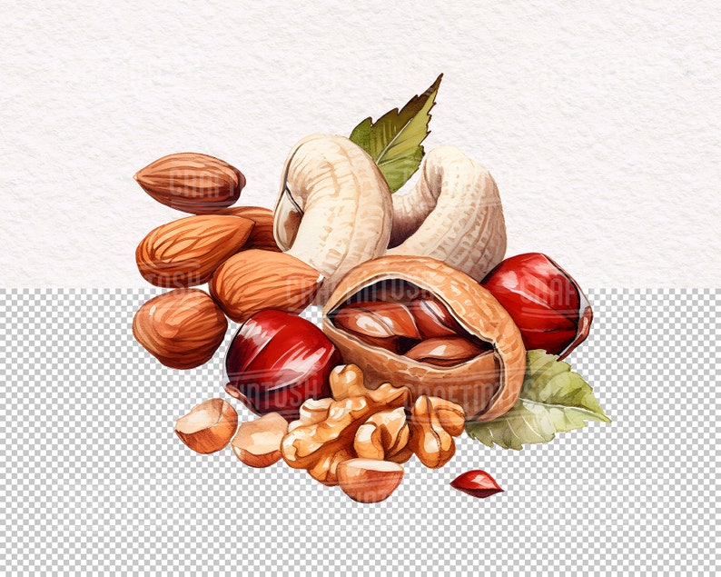 Watercolor Nuts Clipart Bundle: PNG Autumn Harvest Walnut Peanut ...