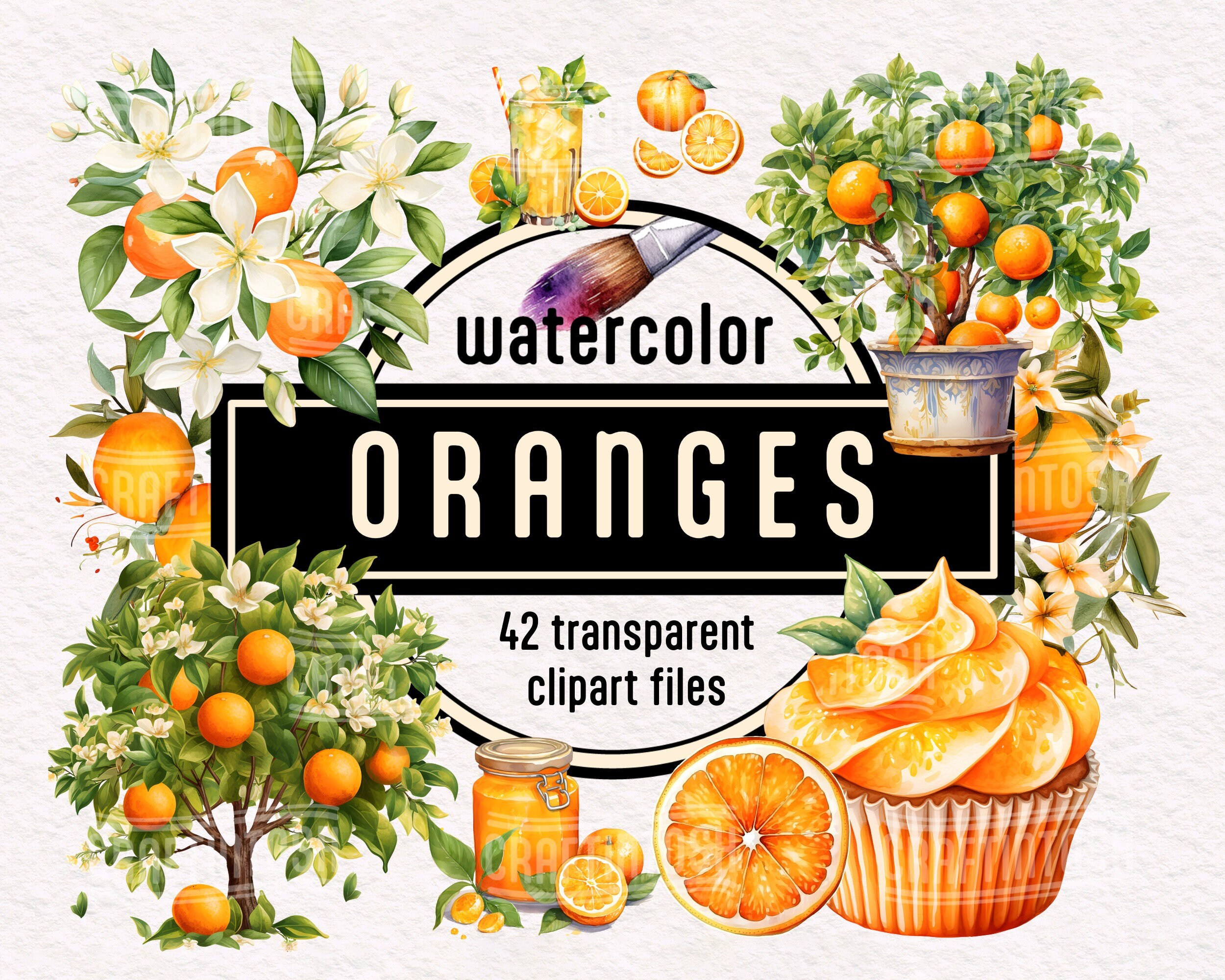 Watercolor Oranges Clipart Citrus PNG Botanical Summer Fruit ...