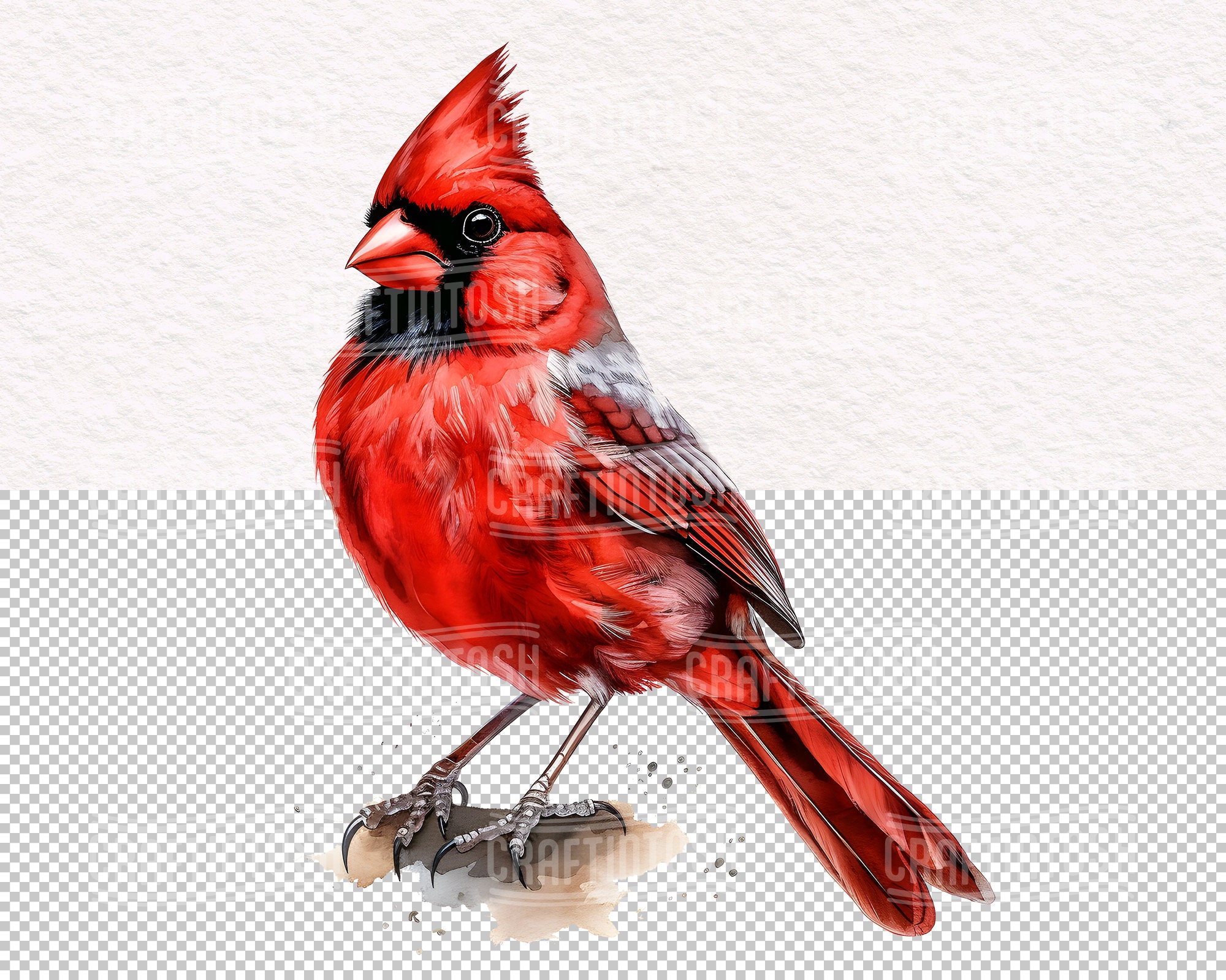 Red Cardinal PNG, Red Cardinal Bird, Cardinal Clipart, Watercolor Bird ...