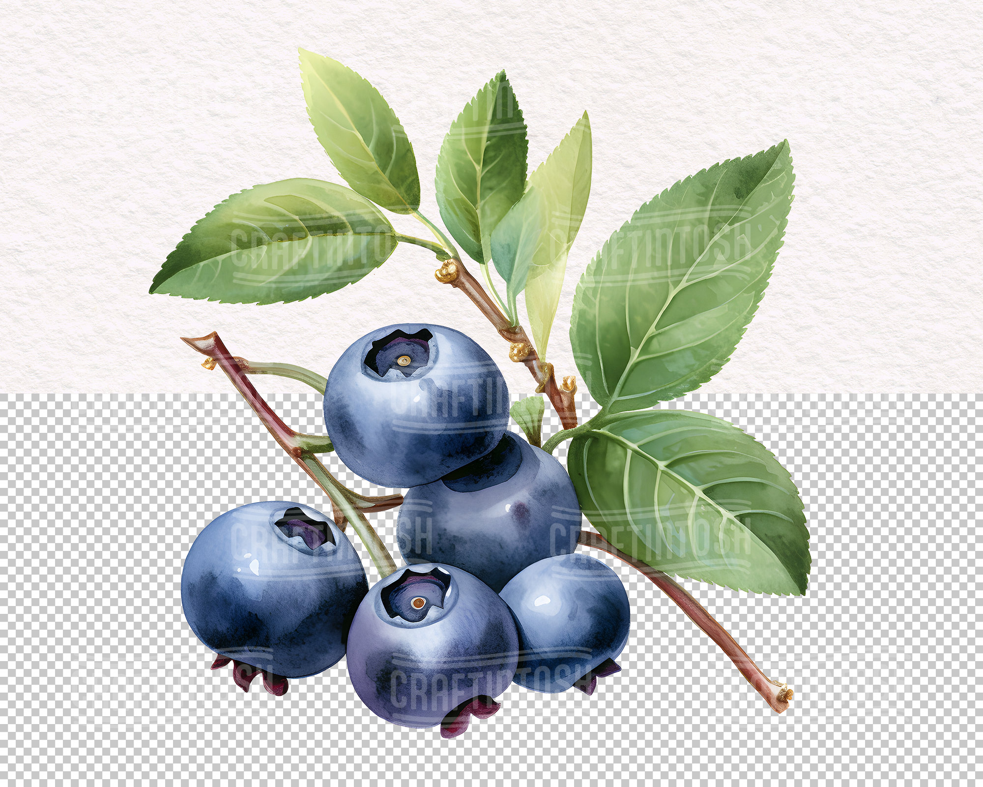 Blueberry Watercolor Clipart Transparent Blueberry Art Blueberry Leaf ...