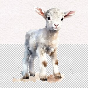 Baby Lamb Clipart, Lamb PNG, Baby Animals, Farm Animals PNG, Baby Sheep ...