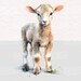 Baby Lamb Clipart, Lamb PNG, Baby Animals, Farm Animals PNG, Baby Sheep ...