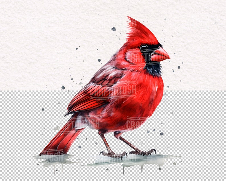 Red Cardinal PNG, Red Cardinal Bird, Cardinal Clipart, Watercolor Bird ...