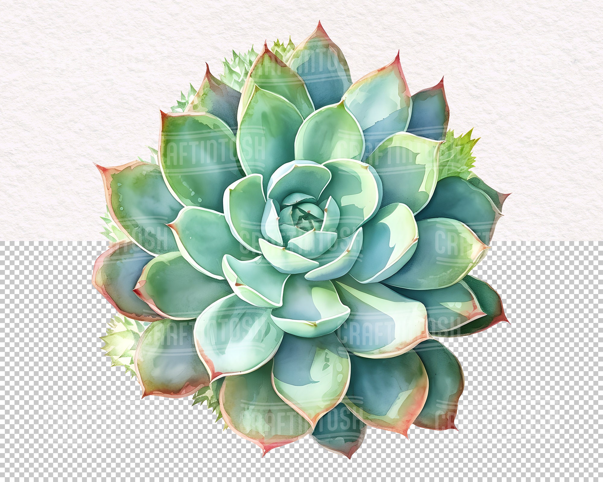 Watercolor Succulent Clipart Transparent Floral PNG Green Blue Purple ...