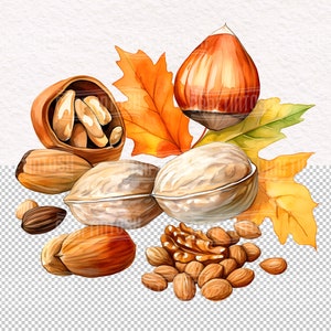 Watercolor Nuts Clipart Bundle: PNG Autumn Harvest Walnut Peanut ...