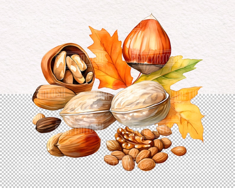 Watercolor Nuts Clipart Bundle: PNG Autumn Harvest Walnut Peanut ...