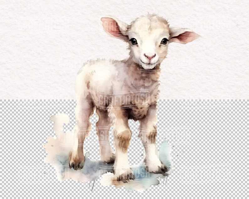 Baby Lamb Clipart, Lamb PNG, Baby Animals, Farm Animals PNG, Baby Sheep ...