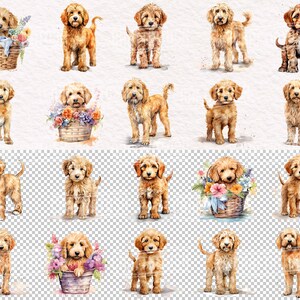 Goldendoodle PNG Dog Watercolor Clip Art Set - Digital Graphics Instant ...