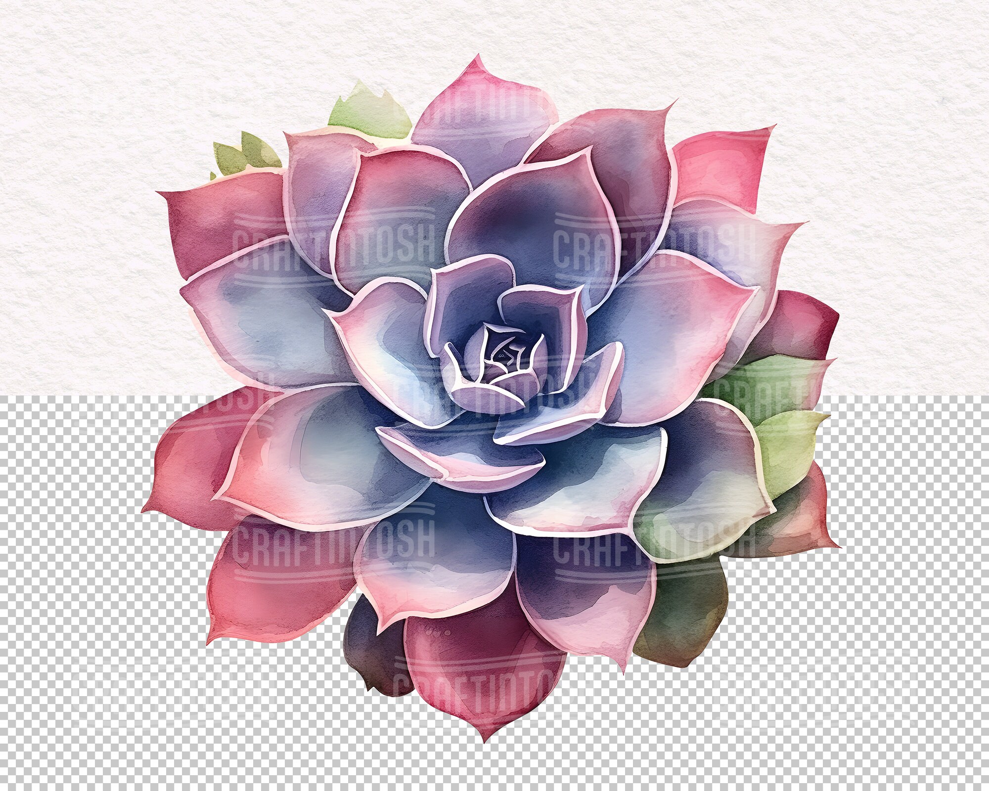 Watercolor Succulent Clipart Transparent Floral PNG Green Blue Purple ...