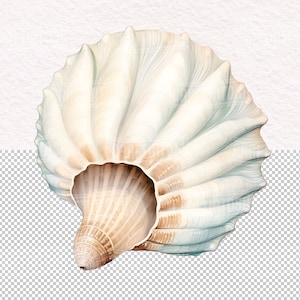 Watercolor Seashell Clipart PNG Set - Digital Graphics Instant Download ...