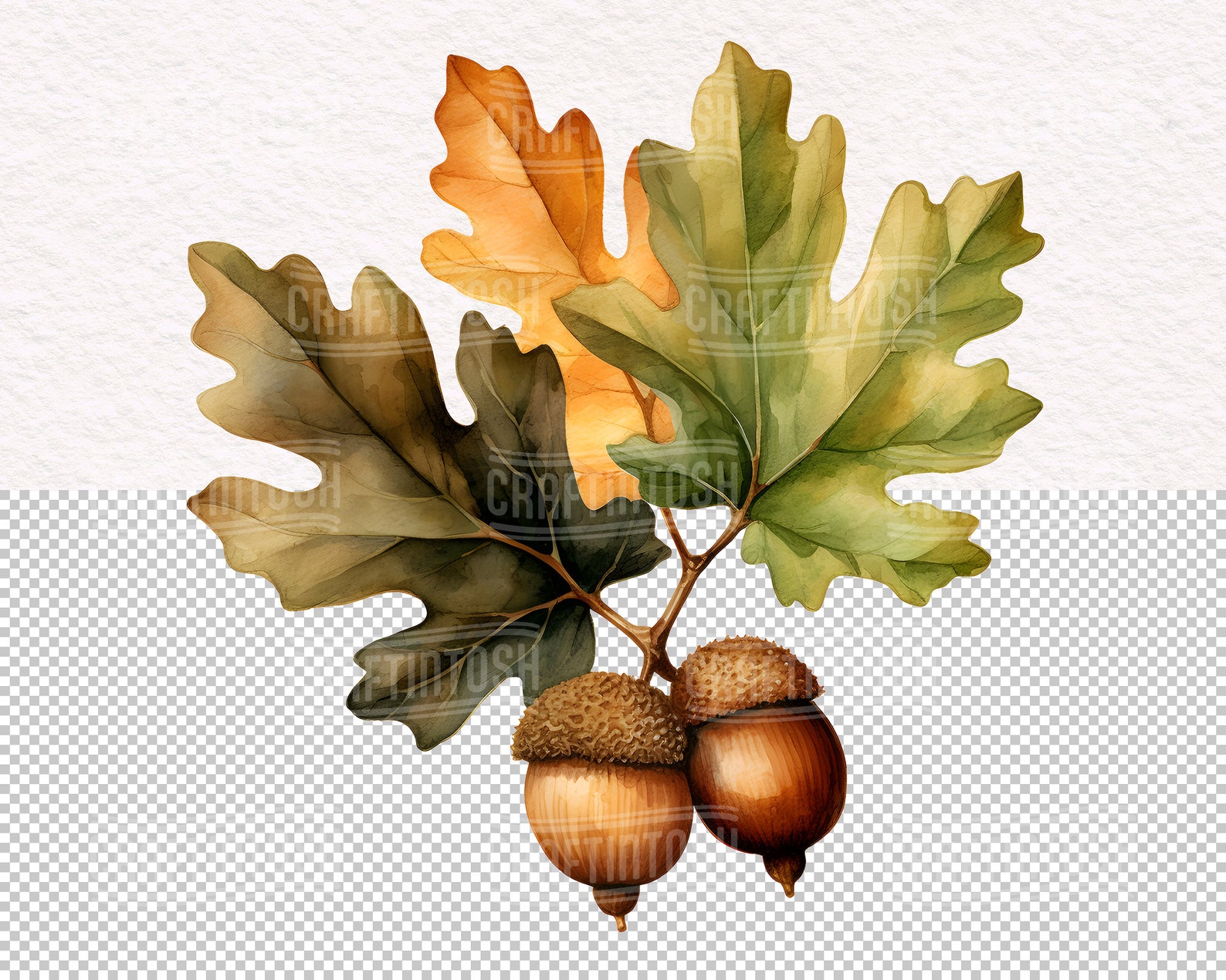 Watercolor Autumn Harvest Clipart - Fall Leaves PNG Mushrooms Cozy ...