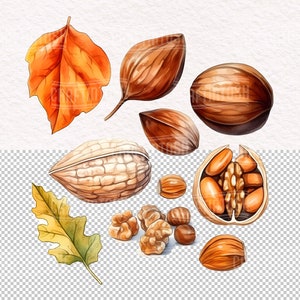 Watercolor Nuts Clipart Bundle: PNG Autumn Harvest Walnut Peanut ...