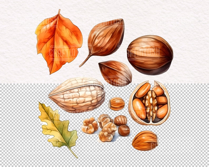 Watercolor Nuts Clipart Bundle: PNG Autumn Harvest Walnut Peanut ...