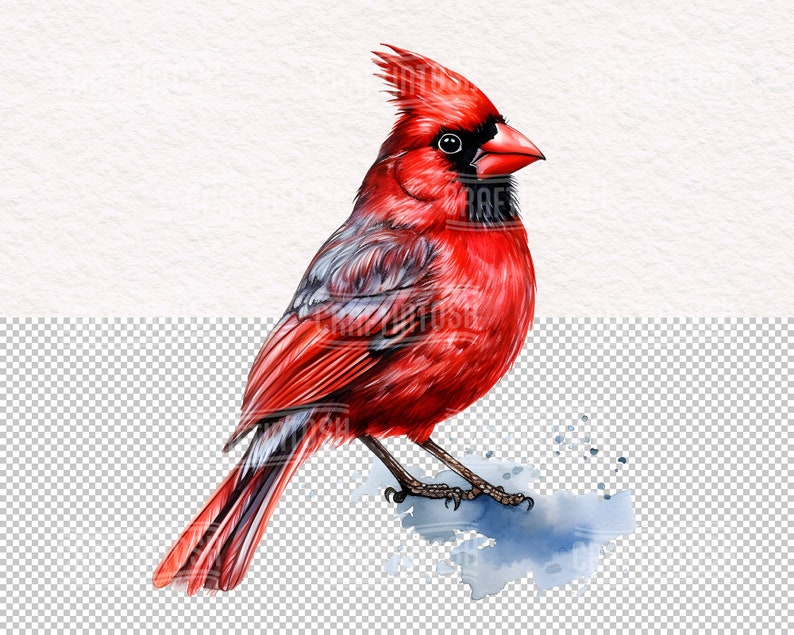 Red Cardinal PNG, Red Cardinal Bird, Cardinal Clipart, Watercolor Bird ...