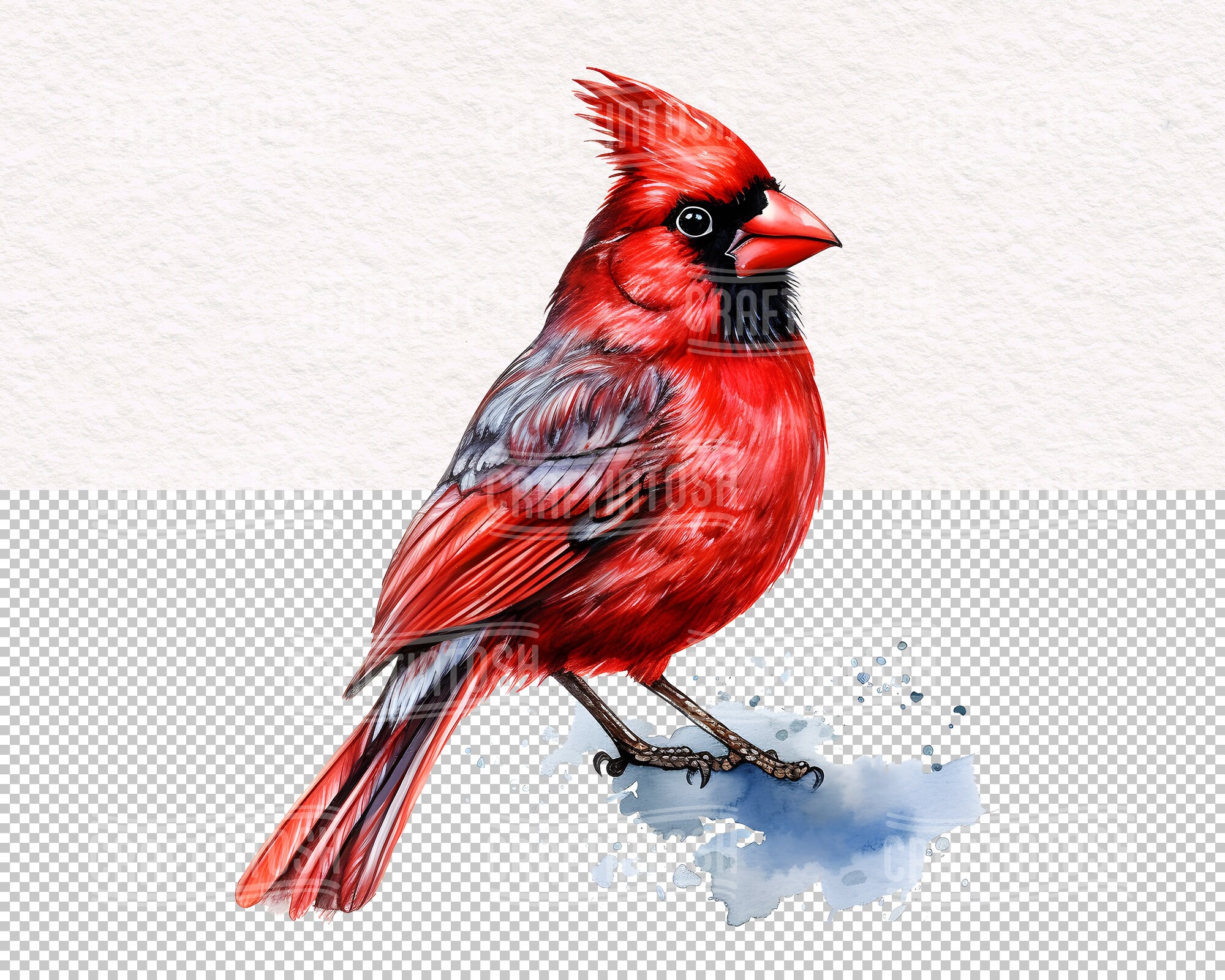 Red Cardinal PNG, Red Cardinal Bird, Cardinal Clipart, Watercolor Bird ...