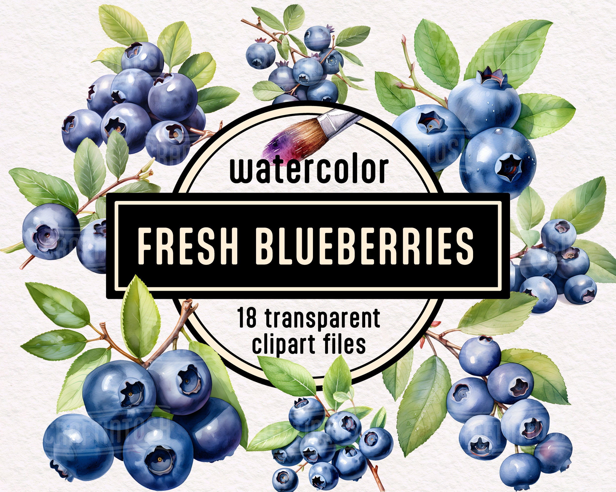 Blueberry Watercolor Clipart Transparent Blueberry Art Blueberry Leaf ...