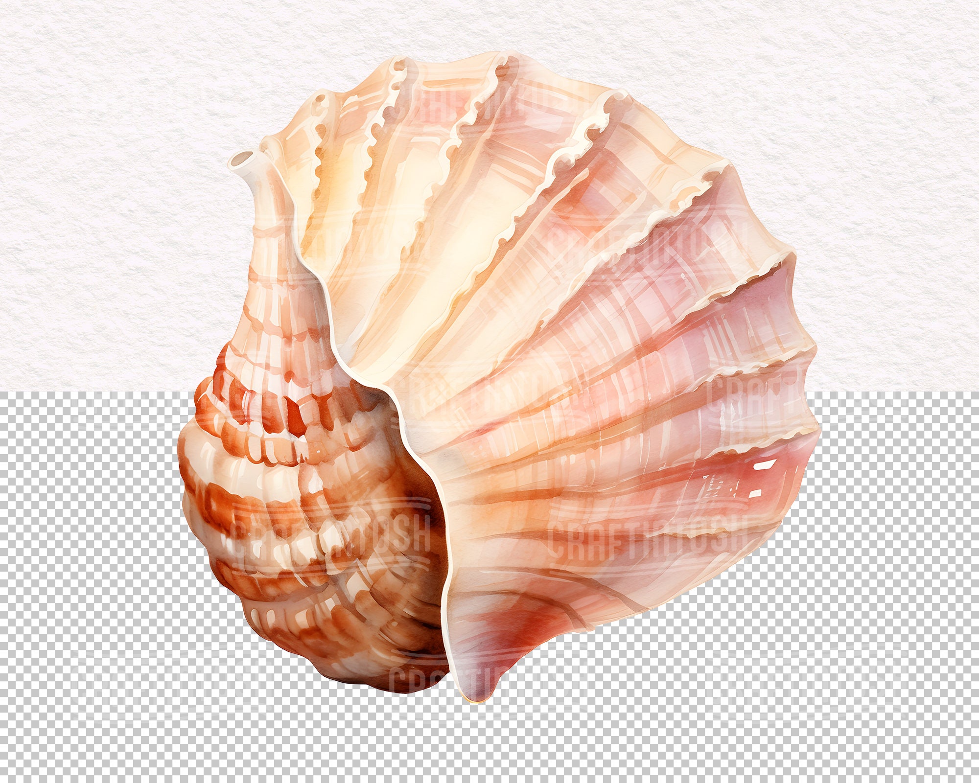 Watercolor Seashell Clipart PNG Set Digital Graphics Instant Download ...