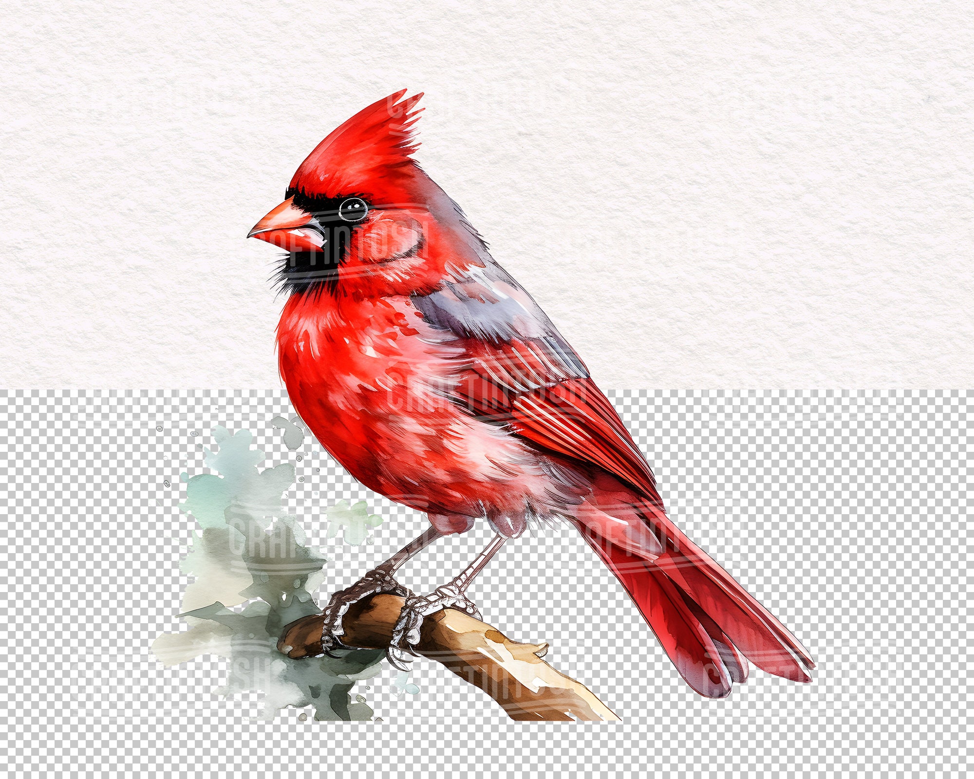 Red Cardinal PNG, Red Cardinal Bird, Cardinal Clipart, Watercolor Bird ...