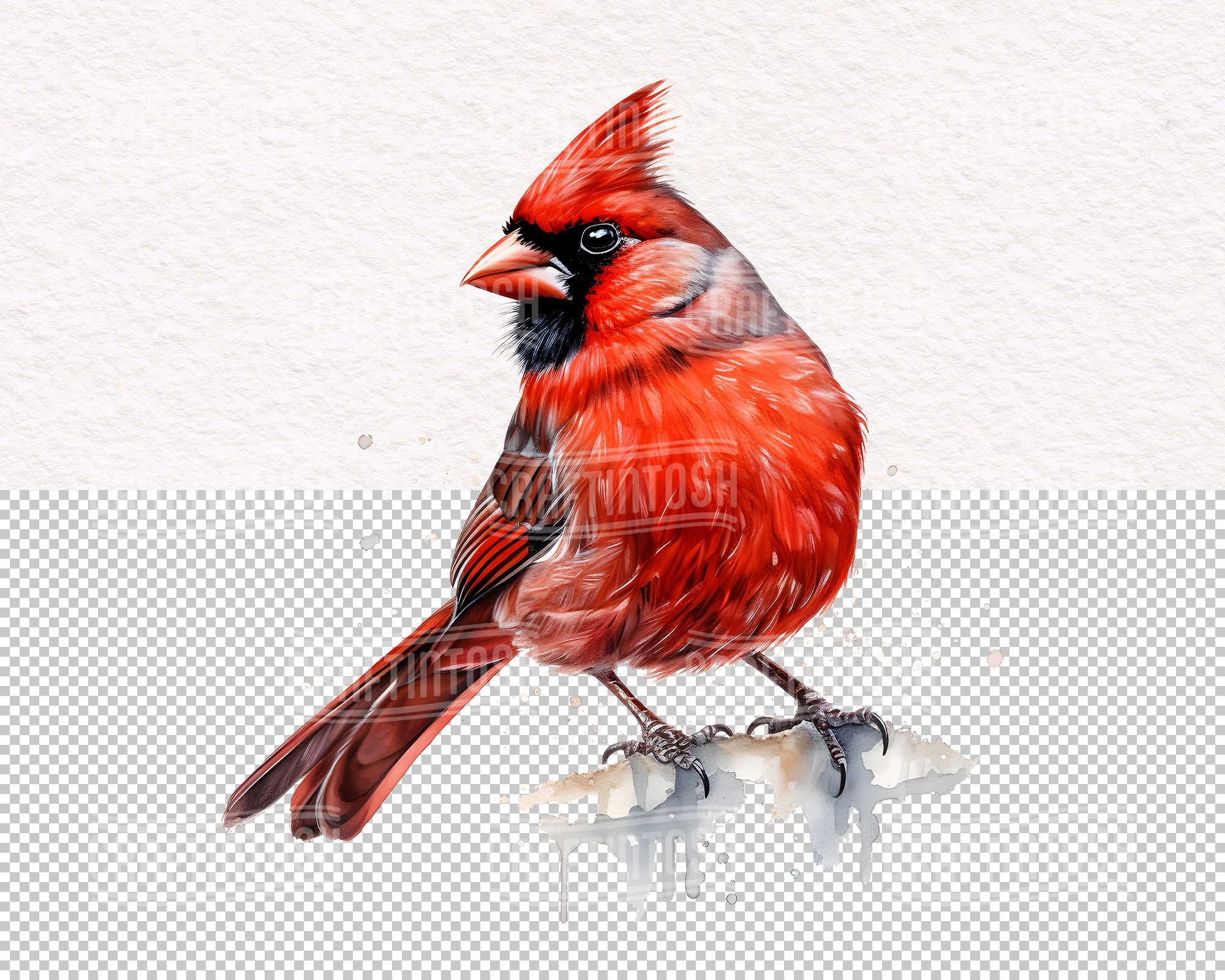 Red Cardinal PNG, Red Cardinal Bird, Cardinal Clipart, Watercolor Bird ...