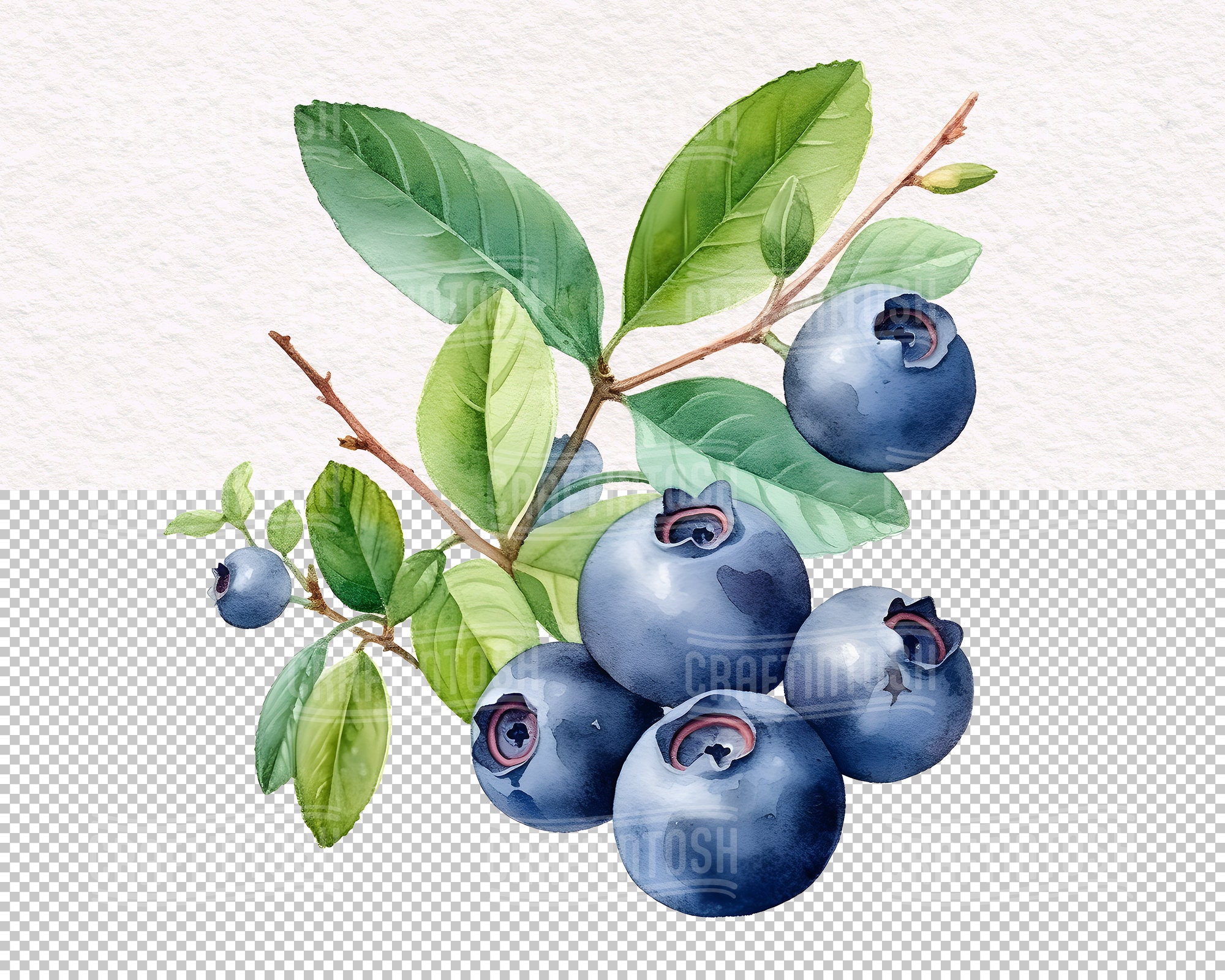 Blueberry Watercolor Clipart Transparent Blueberry Art Blueberry Leaf ...