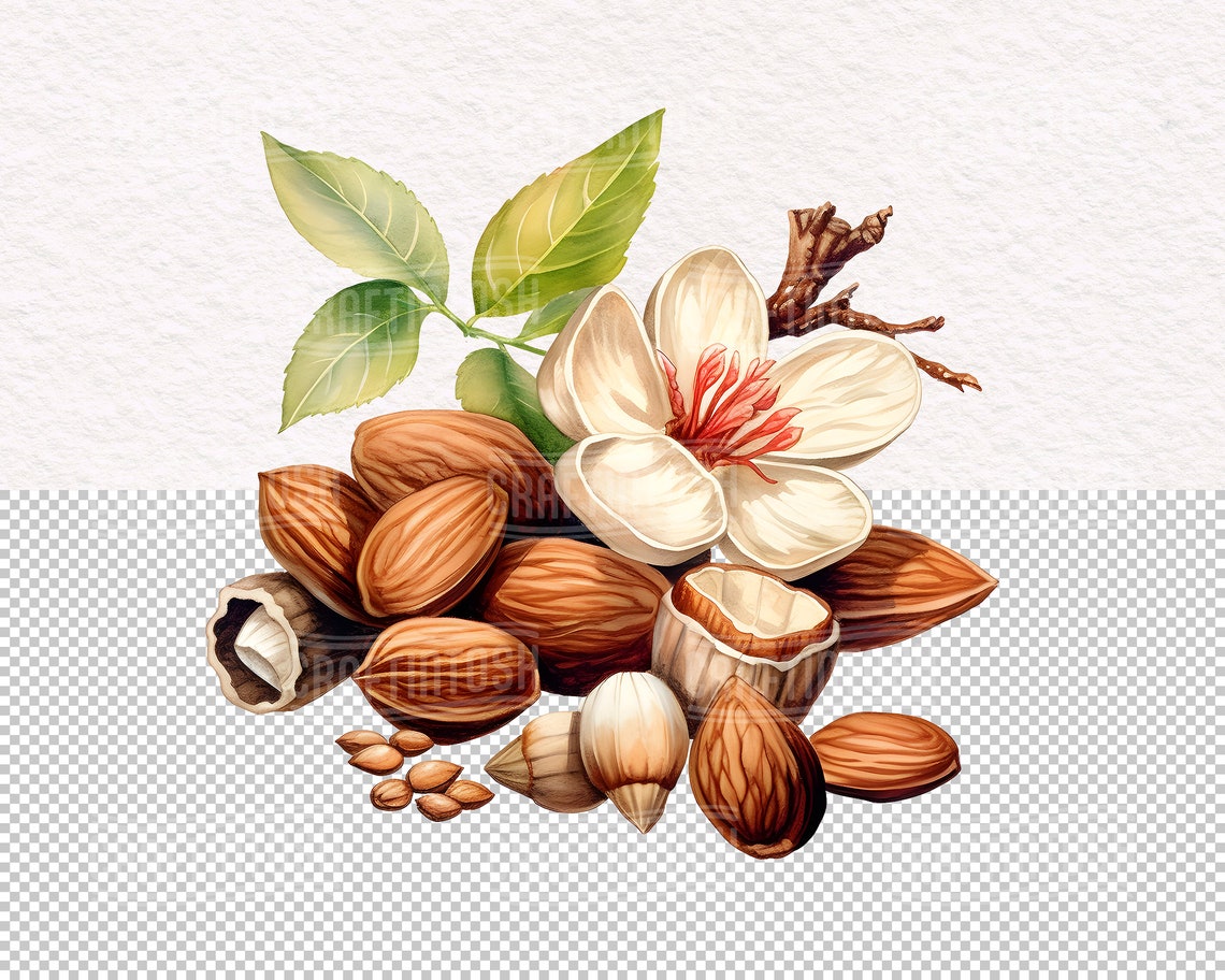 Watercolor Nuts Clipart Bundle: PNG Autumn Harvest Walnut Peanut ...