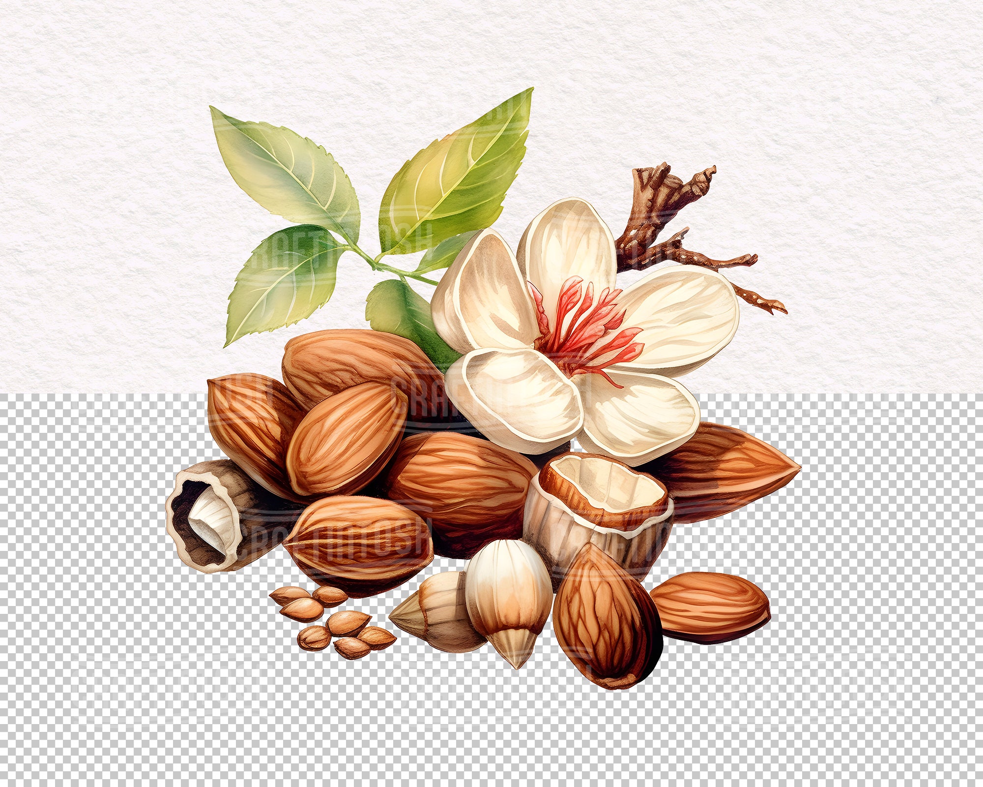 Watercolor Nuts Clipart Bundle: PNG Autumn Harvest Walnut Peanut ...