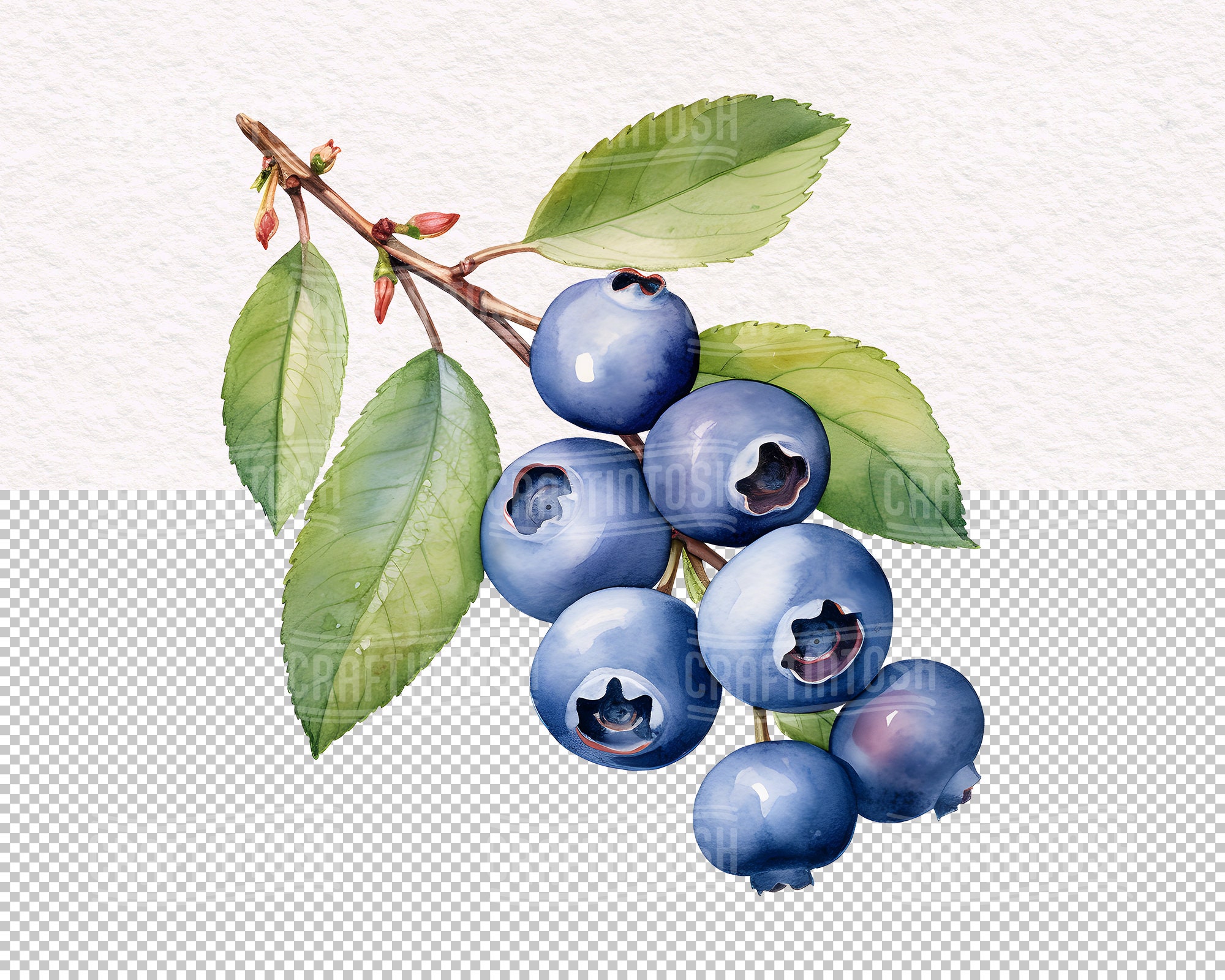 Blueberry Watercolor Clipart Transparent Blueberry Art Blueberry Leaf ...