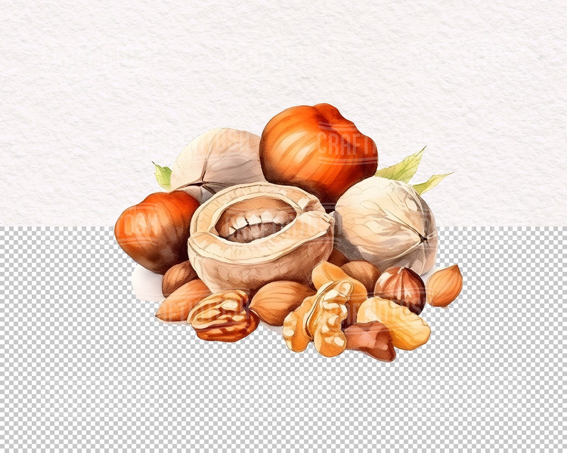Watercolor Nuts Clipart Bundle: PNG Autumn Harvest Walnut Peanut ...