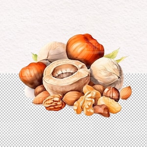Watercolor Nuts Clipart Bundle: PNG Autumn Harvest Walnut Peanut ...