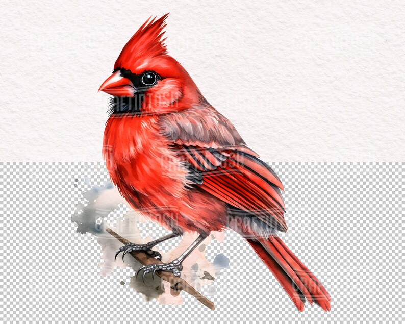 Red Cardinal PNG, Red Cardinal Bird, Cardinal Clipart, Watercolor Bird ...