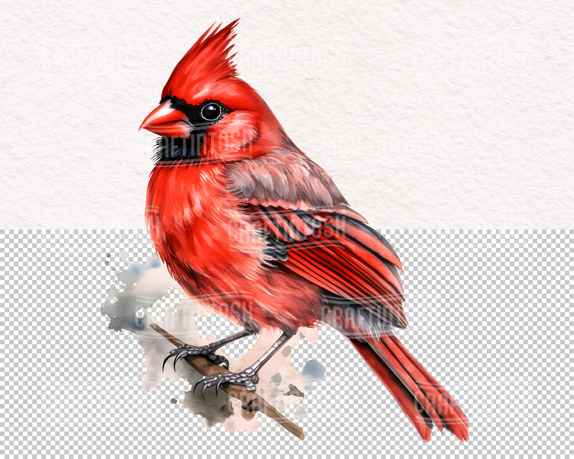 Red Cardinal PNG, Red Cardinal Bird, Cardinal Clipart, Watercolor Bird ...