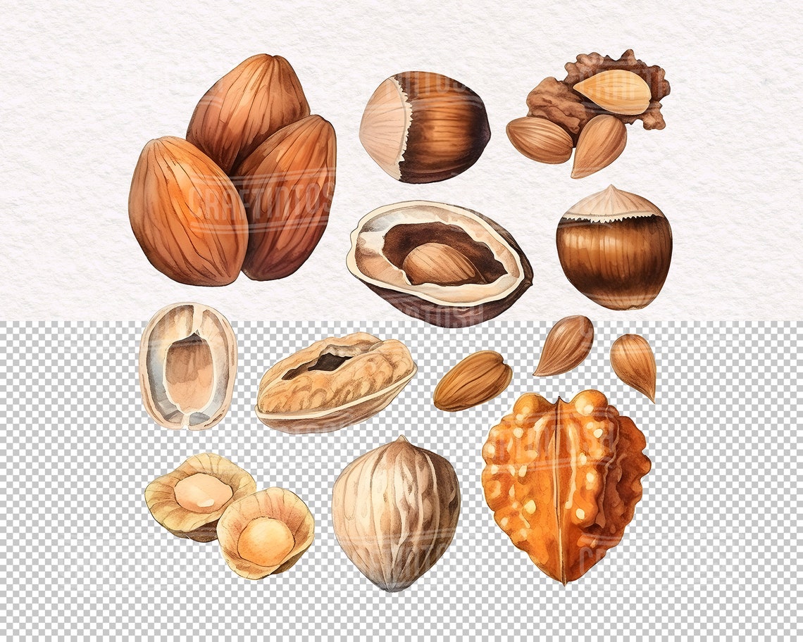 Watercolor Nuts Clipart Bundle: PNG Autumn Harvest Walnut Peanut ...