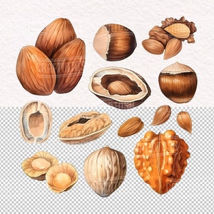 Watercolor Nuts Clipart Bundle: PNG Autumn Harvest Walnut Peanut ...