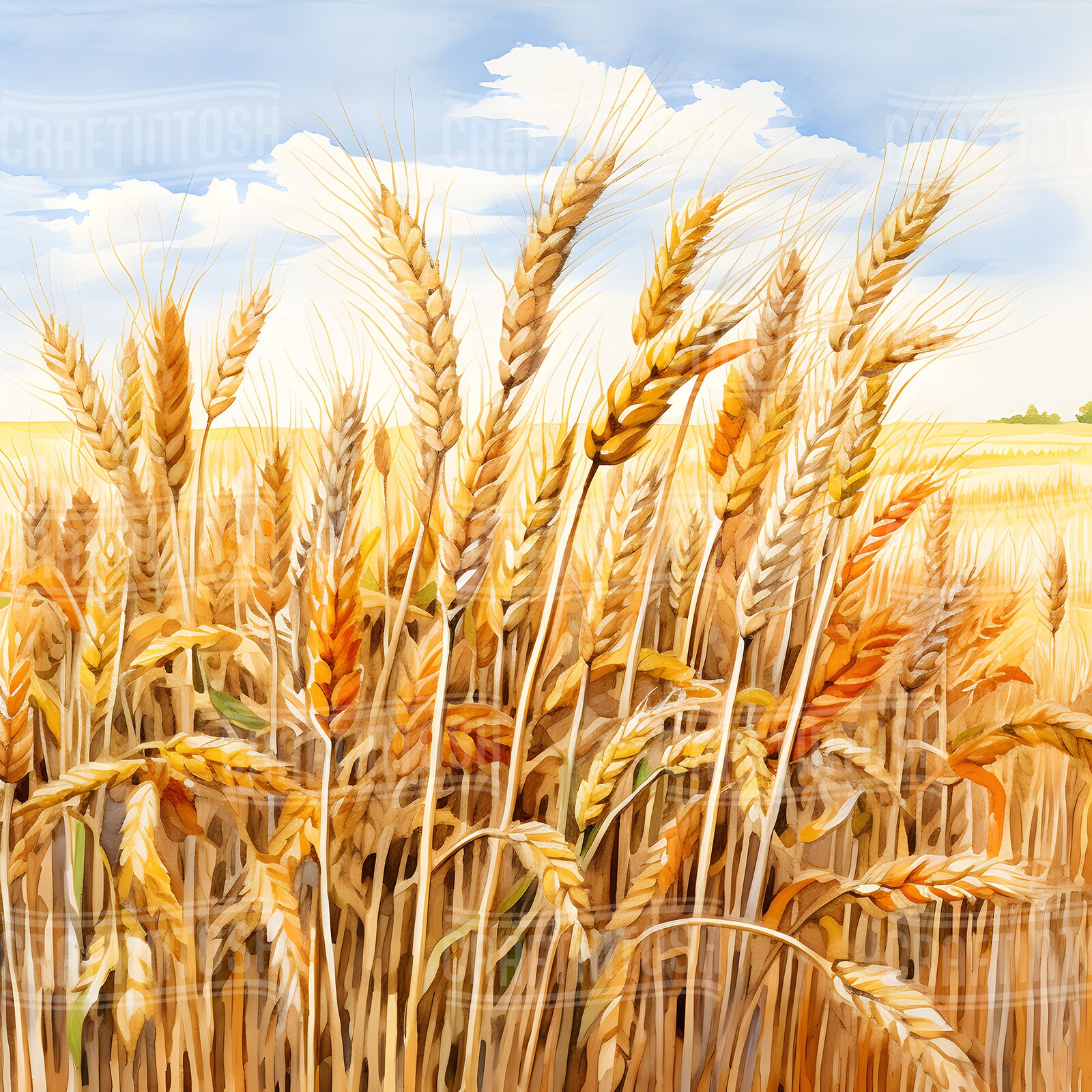 Watercolor Ripening Wheat Field Papers 15 PNG Digital Graphics Instant ...